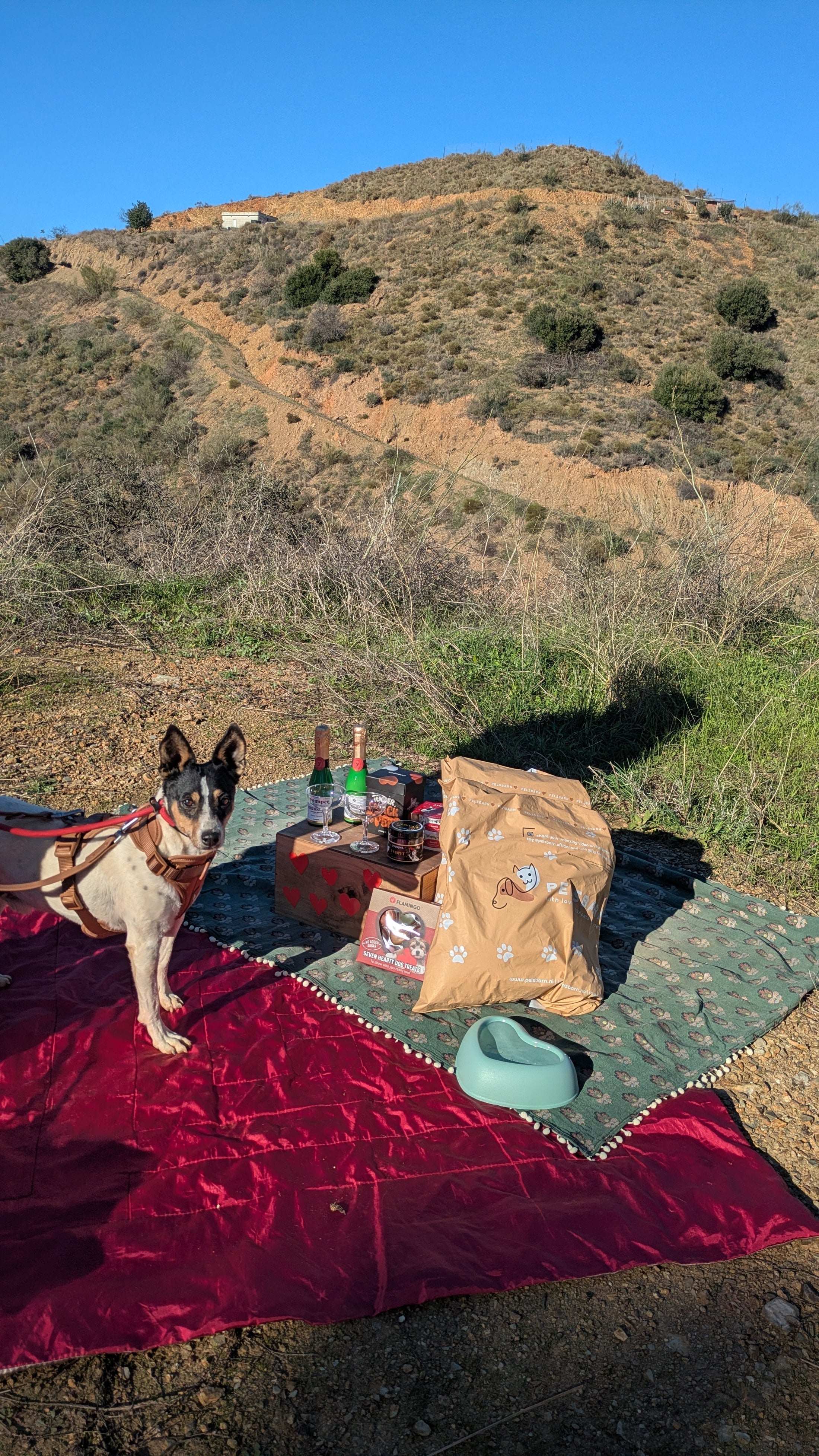 Dog Date Ideas for Valentine’s Day | Pelsbarn – Pelsbarn.org