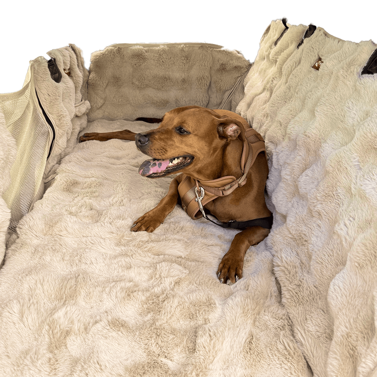 Dog Date Ideas for Valentine’s Day | Pelsbarn – Pelsbarn.org